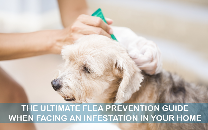 The Ultimate Flea Prevention Guide When Facing An Infestation in Your ...